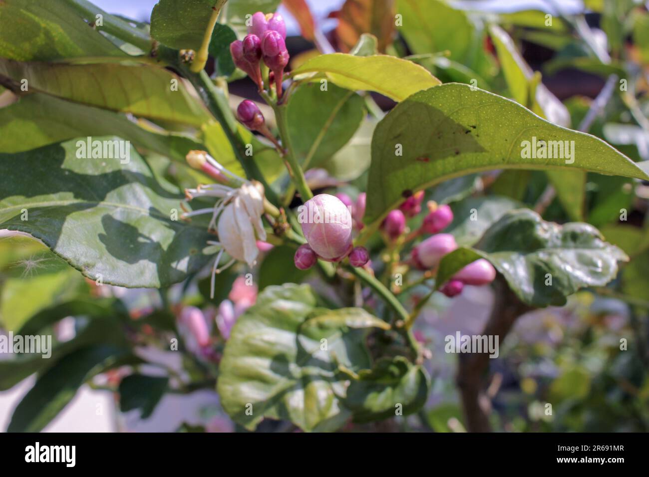 Lemon tree flowers hi-res stock photography and images - Alamy