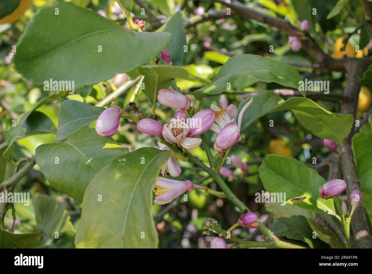 Beautiful white lemon citrus flowers hi-res stock photography and ...