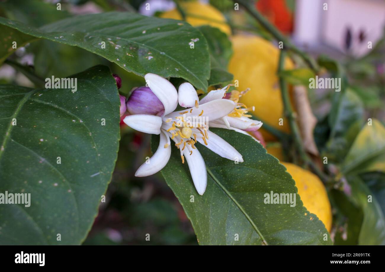 White lemon flower bud hi-res stock photography and images - Alamy