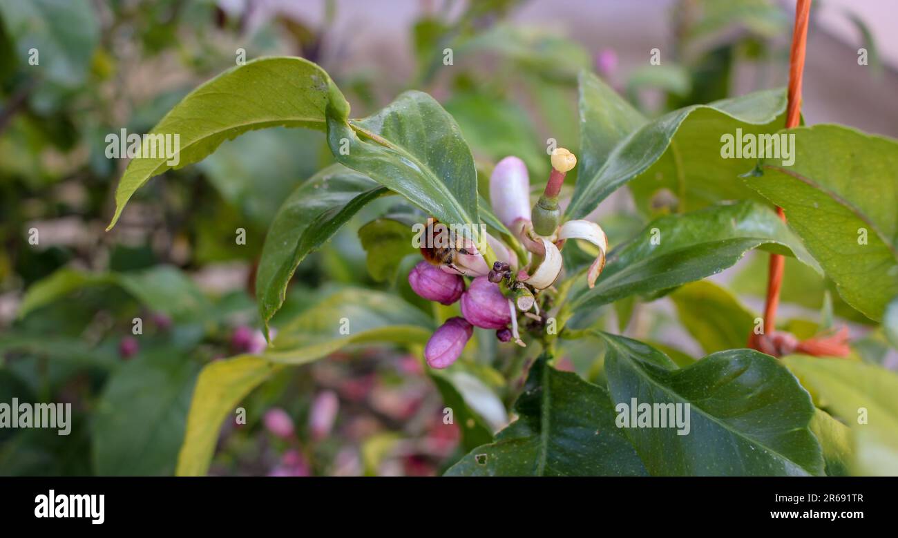Lemon tree flowers hi-res stock photography and images - Alamy