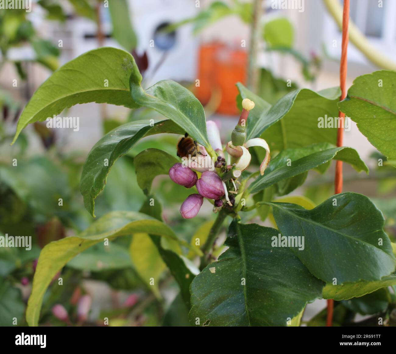 Trees starting to bloom hi-res stock photography and images - Alamy