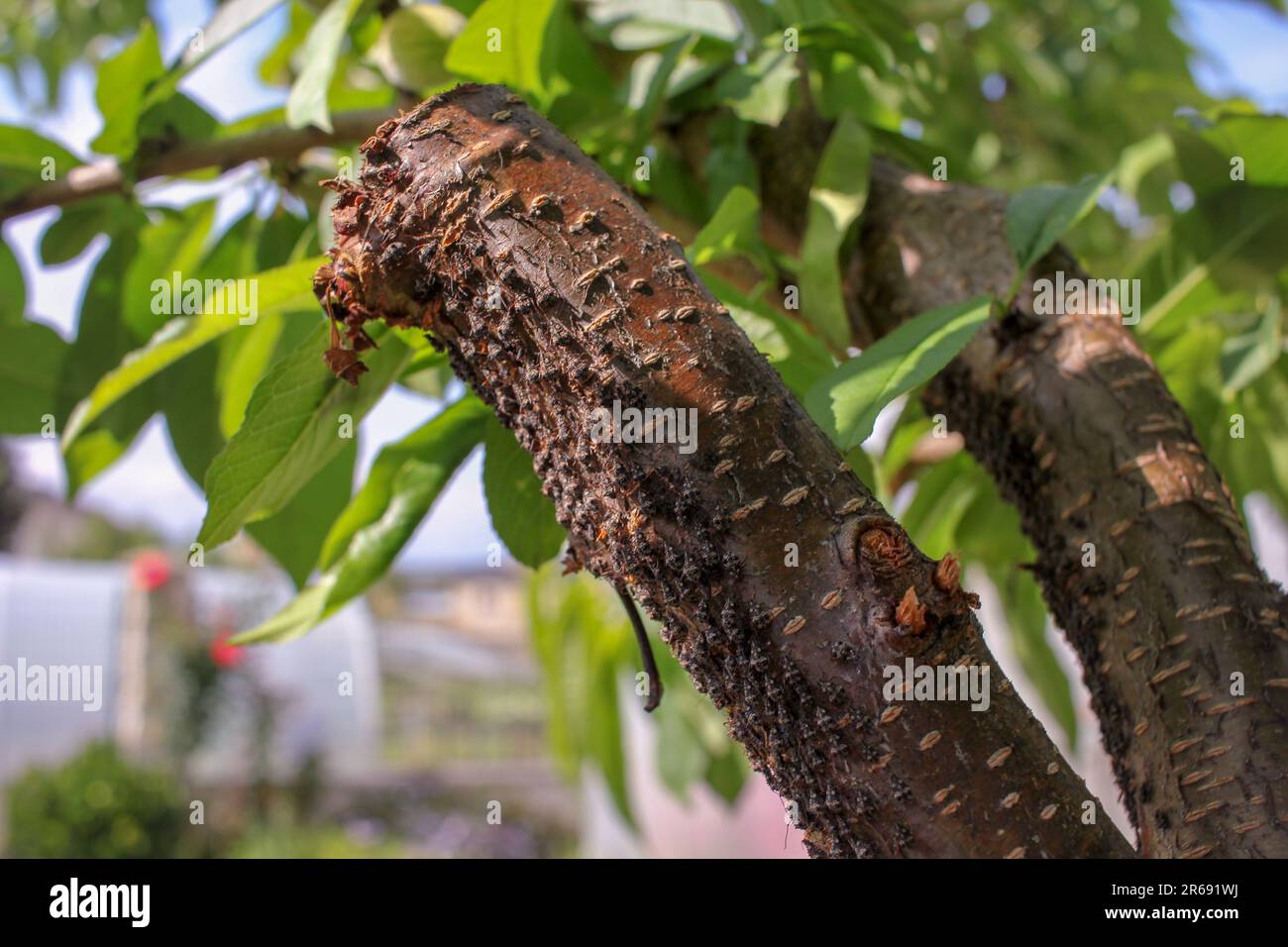 Green peach aphid hi-res stock photography and images - Alamy