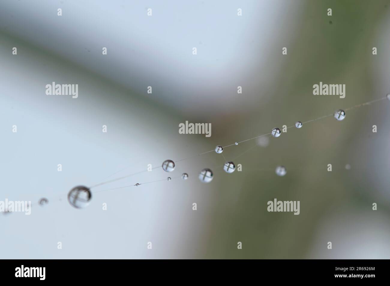 Background Cobweb and rain drops , in the garden Stock Photo - Alamy