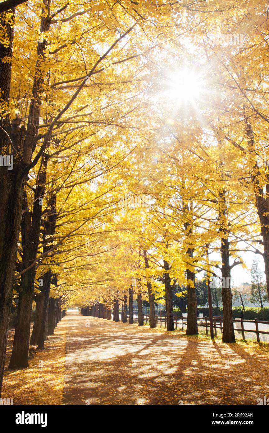 Gingko lined street hi-res stock photography and images - Alamy