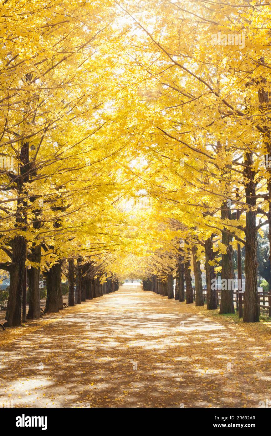 Row of Gingko Trees with Autumn Leaves Stock Photo - Alamy