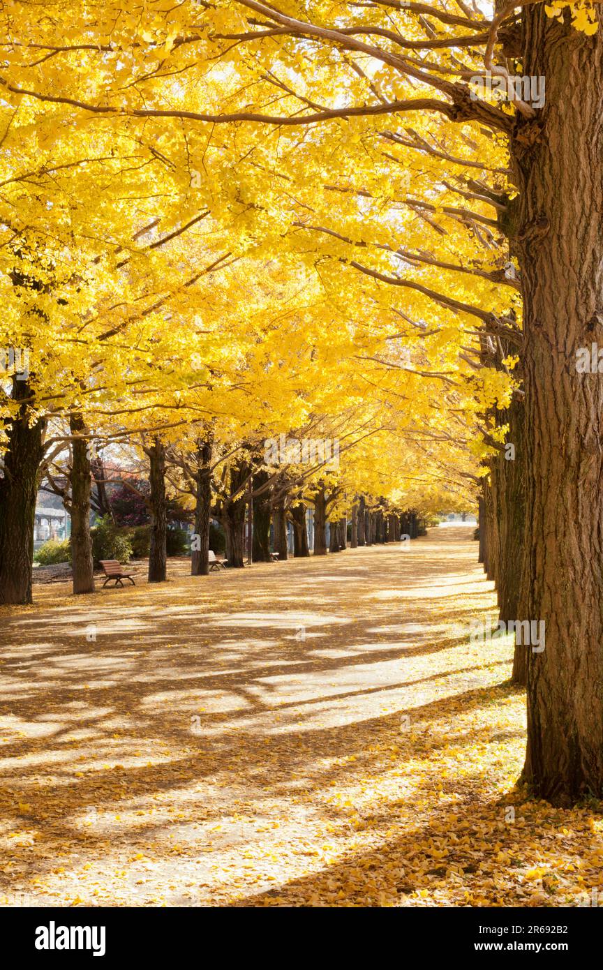 Row of Gingko Trees with Autumn Leaves Stock Photo - Alamy