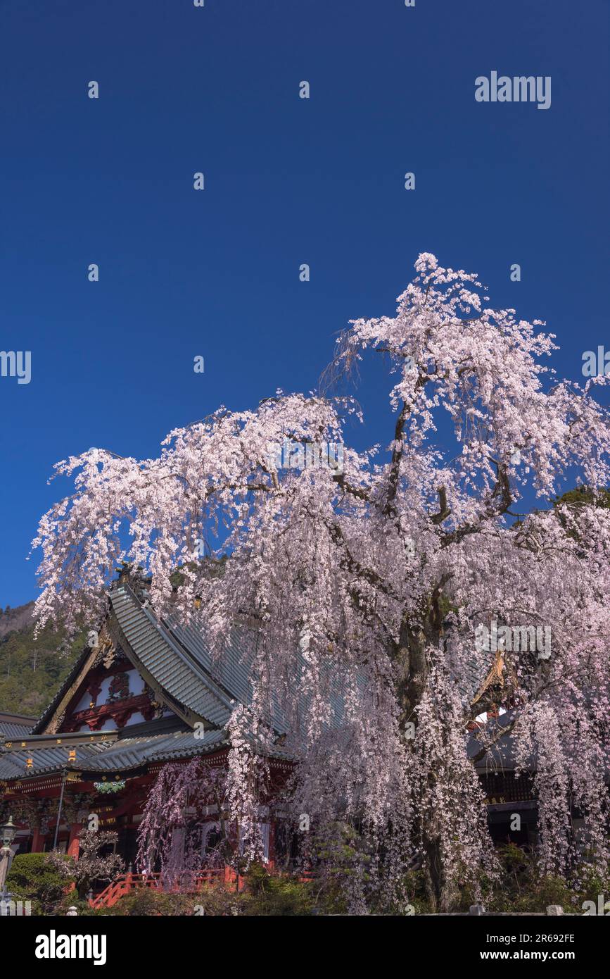 Drooping cherry blossoms in Minobu-san Kuon-ji Temple Stock Photo - Alamy