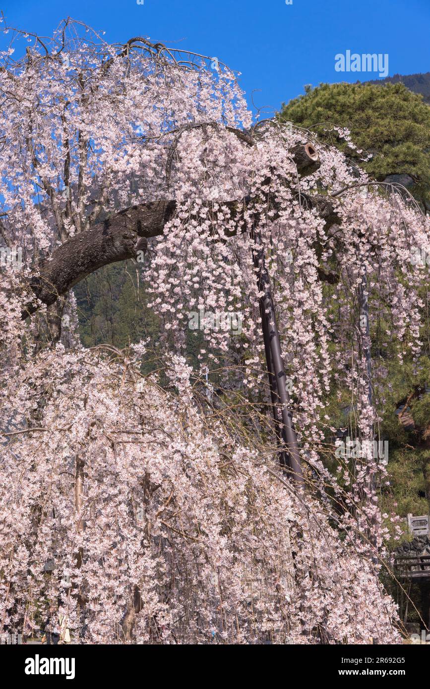 Drooping cherry blossoms in Minobu-san Kuon-ji Temple Stock Photo - Alamy