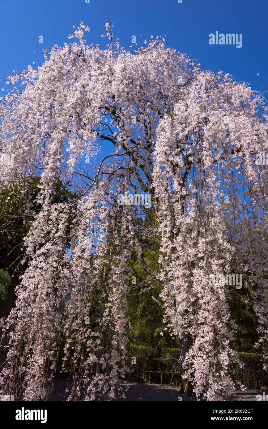 Drooping cherry blossoms in Minobu-san Kuon-ji Temple Stock Photo - Alamy