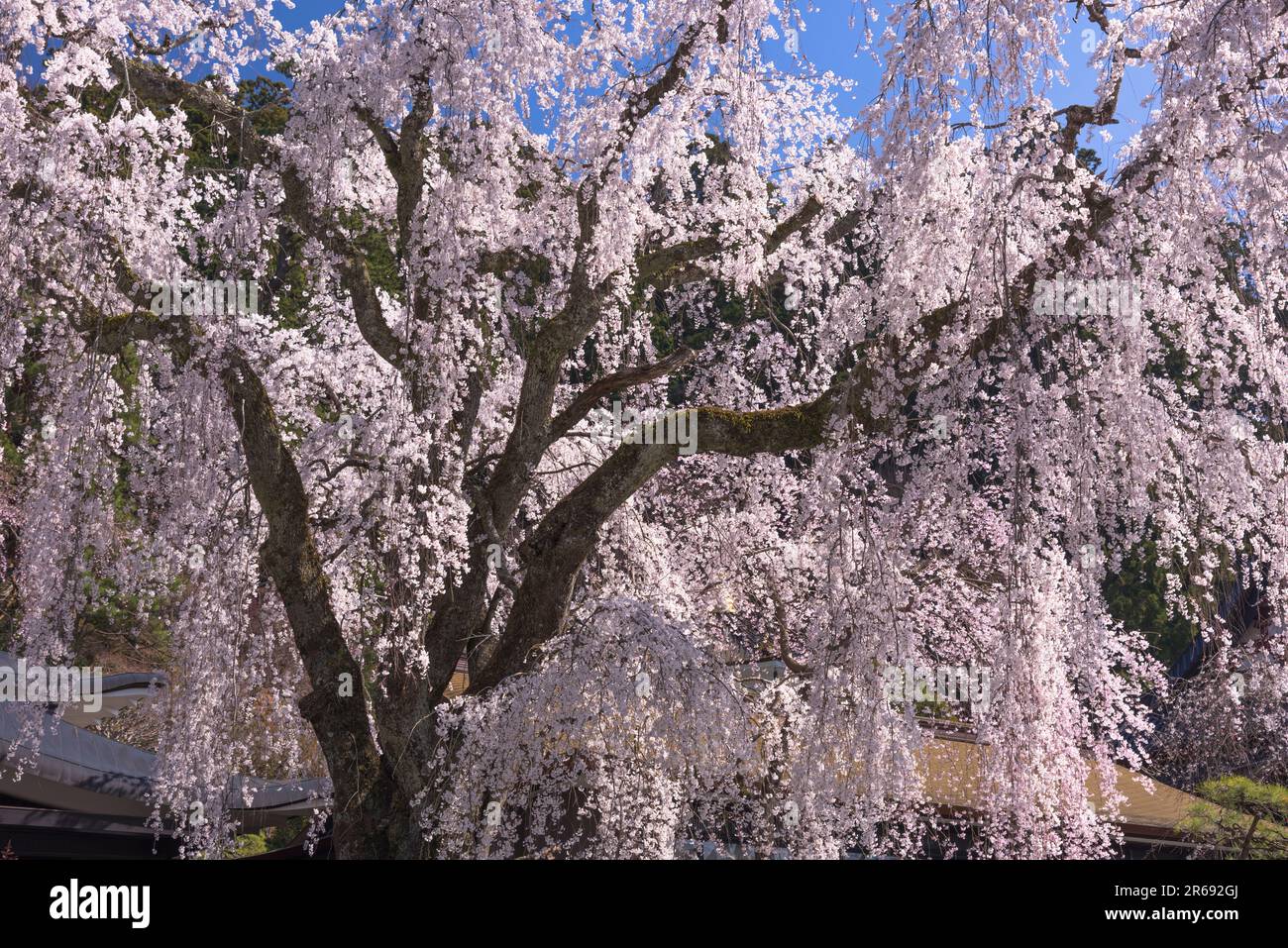 Drooping cherry blossoms in Minobu-san Kuon-ji Temple Stock Photo - Alamy