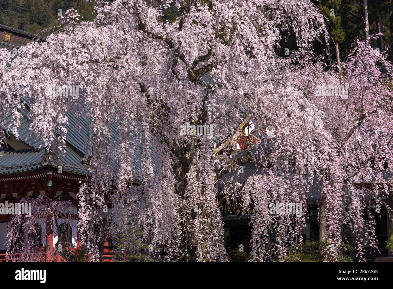 Drooping cherry blossoms in Minobu-san Kuon-ji Temple Stock Photo - Alamy