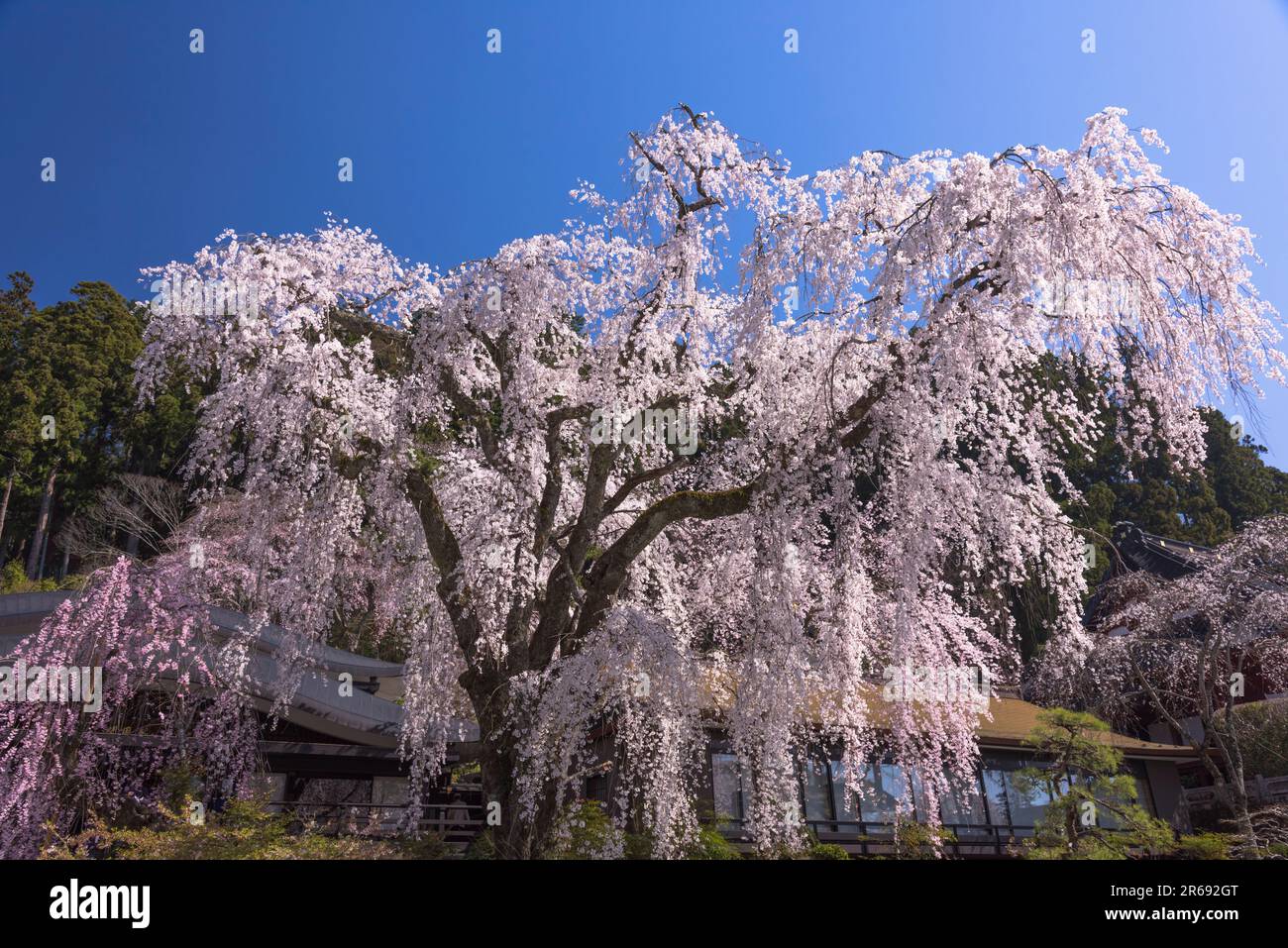 Drooping cherry blossoms in Minobu-san Kuon-ji Temple Stock Photo - Alamy