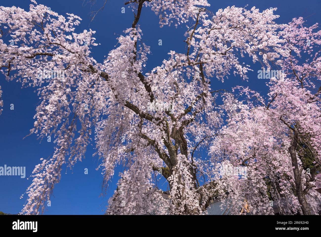 Drooping cherry blossoms in Minobu-san Kuon-ji Temple Stock Photo - Alamy