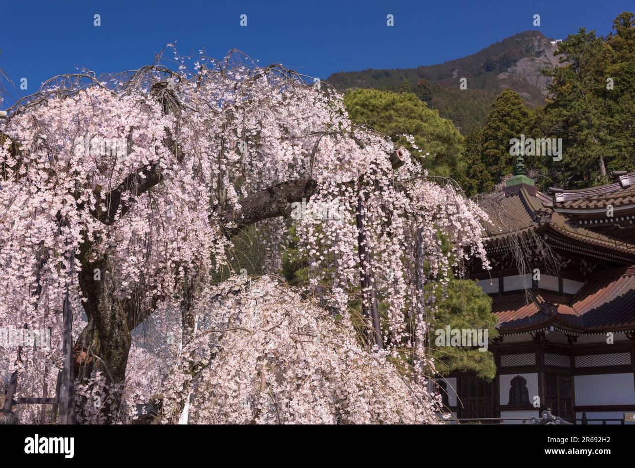 Drooping cherry blossoms in Minobu-san Kuon-ji Temple Stock Photo - Alamy