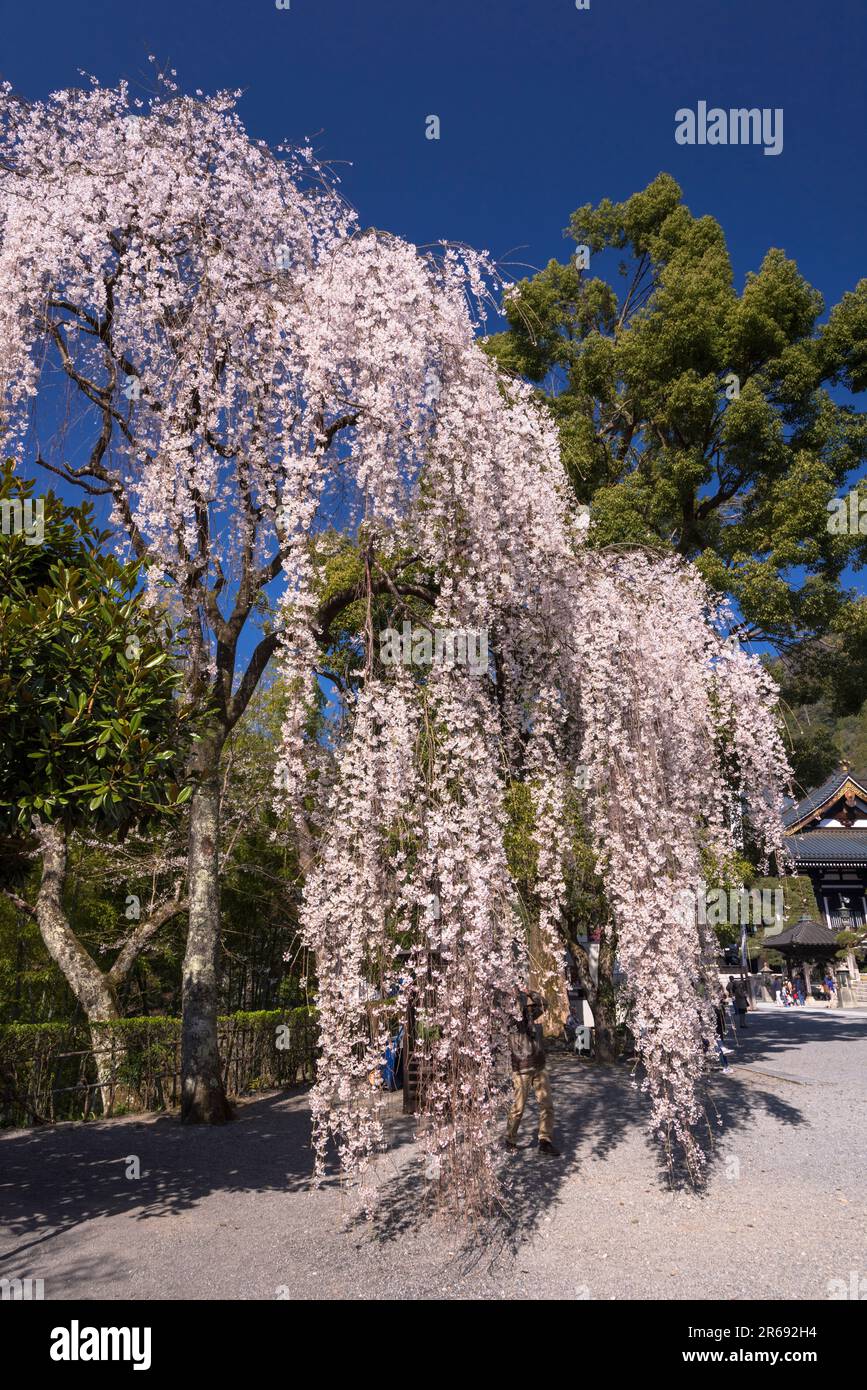 Drooping cherry blossoms in Minobu-san Kuon-ji Temple Stock Photo - Alamy