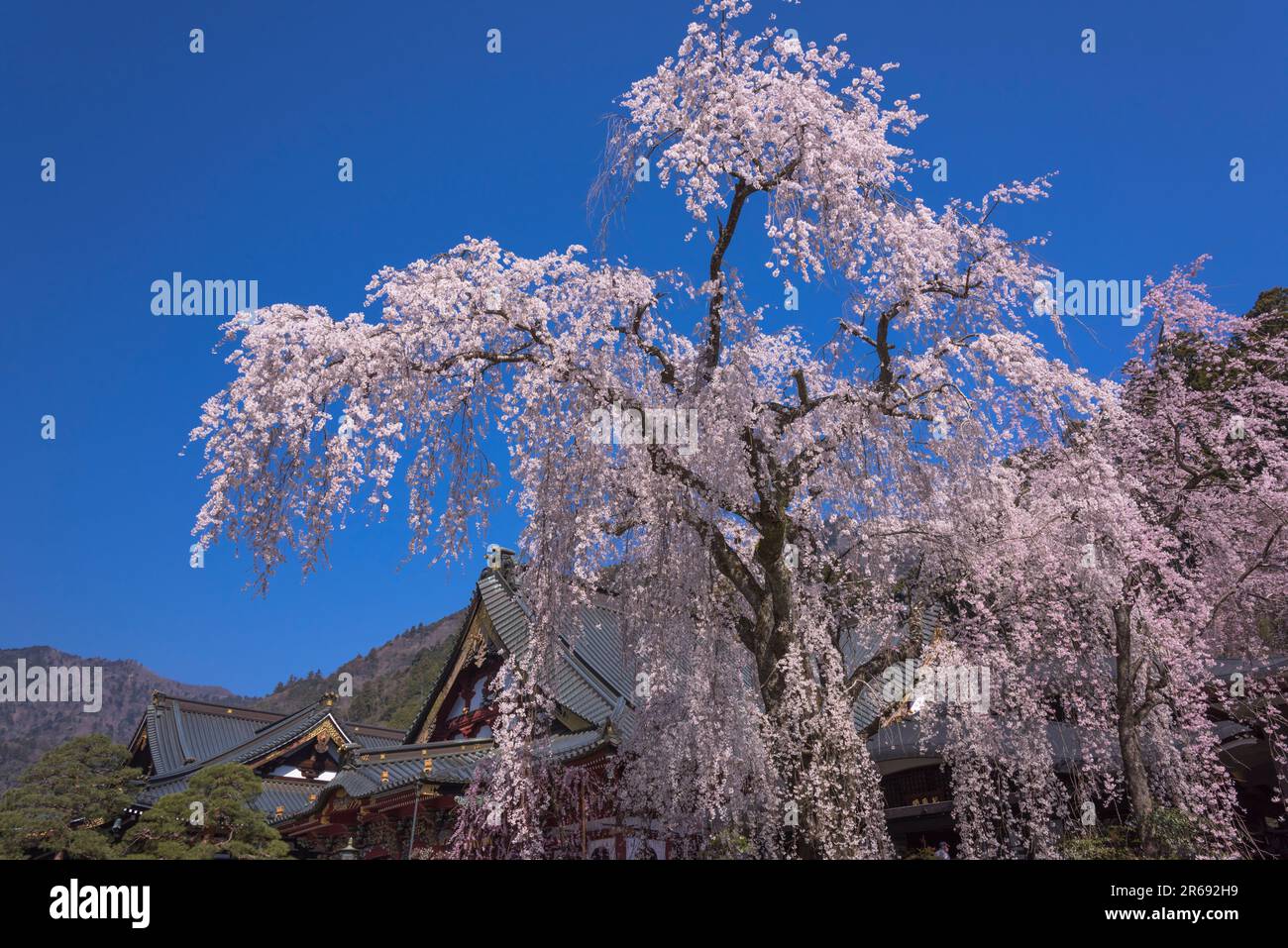 Drooping cherry blossoms in Minobu-san Kuon-ji Temple Stock Photo - Alamy