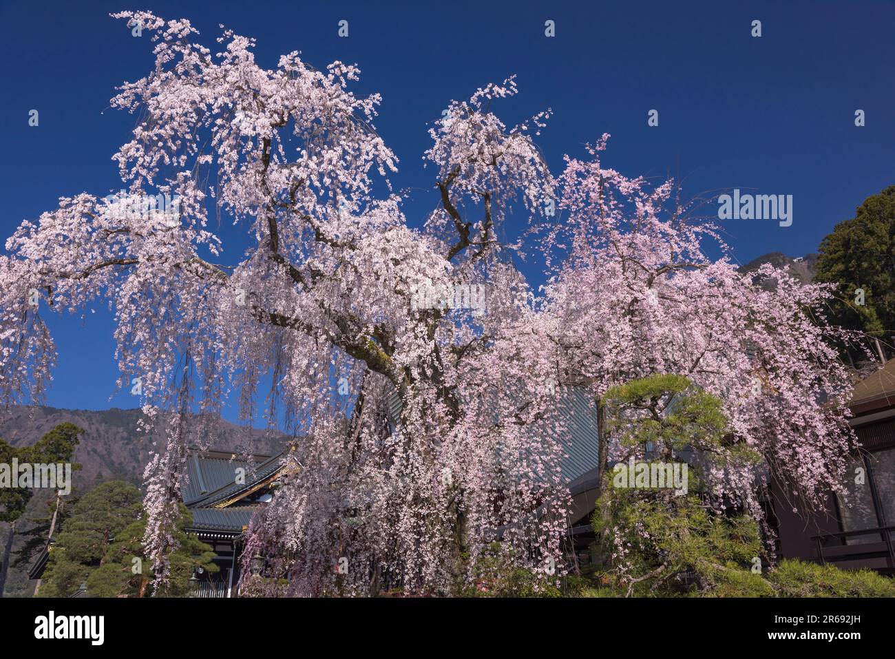 Drooping cherry blossoms in Minobu-san Kuon-ji Temple Stock Photo - Alamy