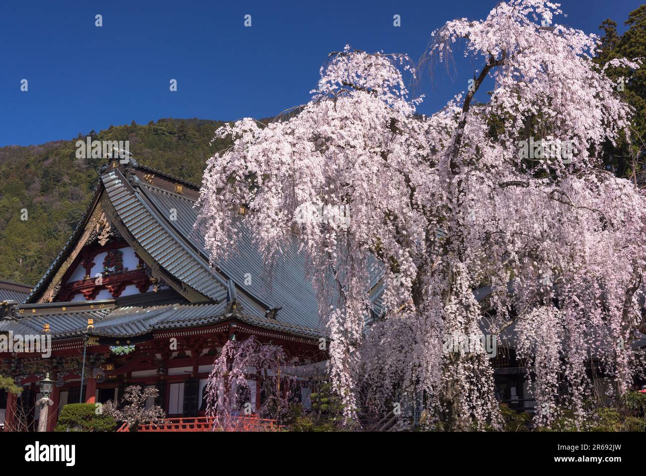 Drooping cherry blossoms in Minobu-san Kuon-ji Temple Stock Photo - Alamy