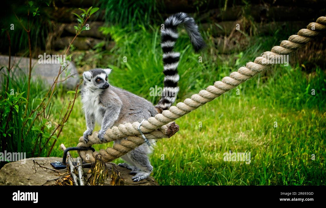 Ring tailed lemur Calgary Zoo Alberta Stock Photo - Alamy