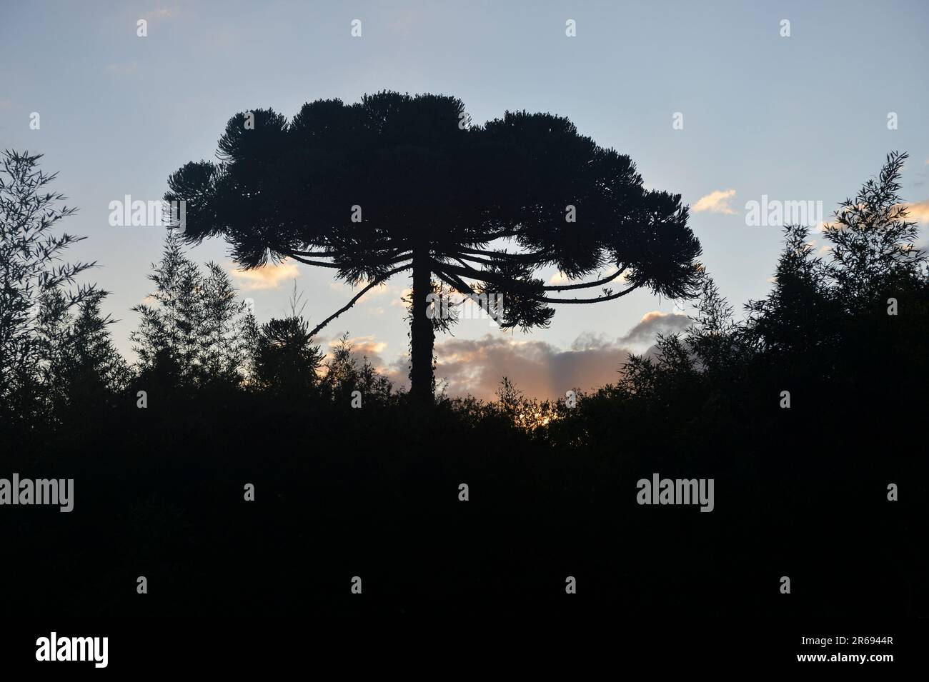 Typical tree from southern Brazil. It grows in high and cold places in ...