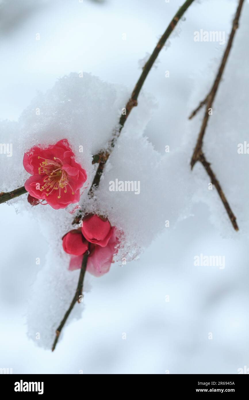 Xiaohan hi-res stock photography and images - Alamy