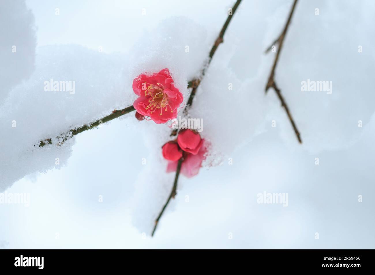 Xiaohan hi-res stock photography and images - Alamy