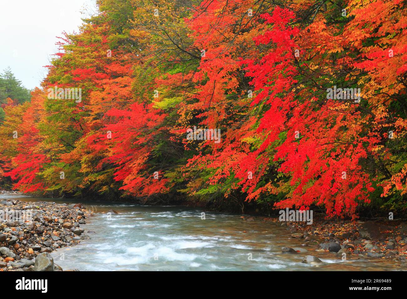 Autumn leaves of Matsukawa Valley Stock Photo - Alamy