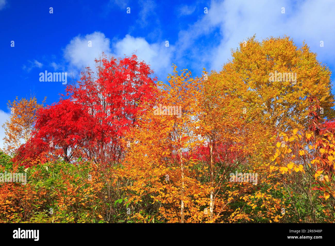 Autumn colors of Hachimantai Aspite Line Stock Photo - Alamy