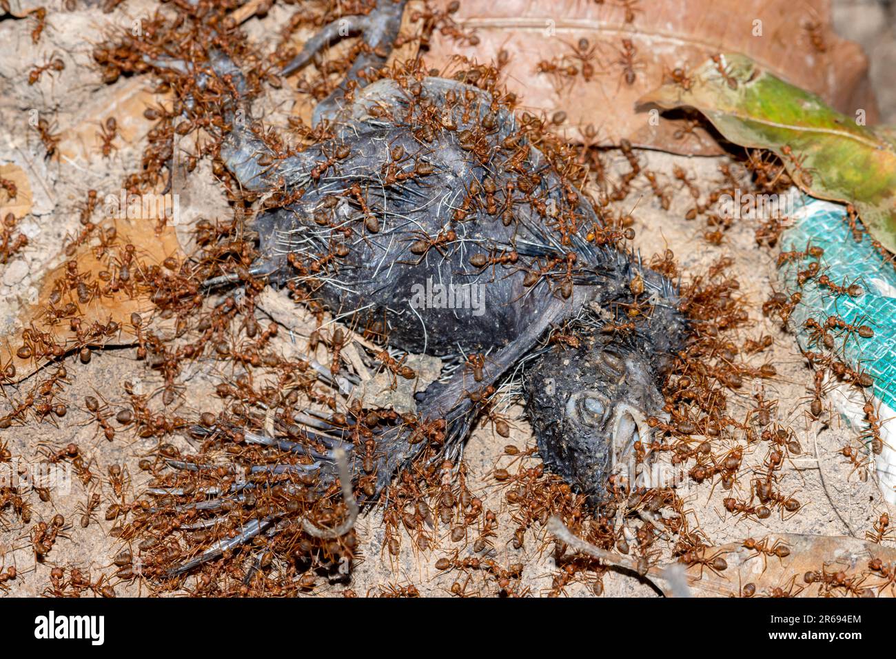 Weaver ants (Oecophylla smaragdina) dispose of the carcass of a bird in ...