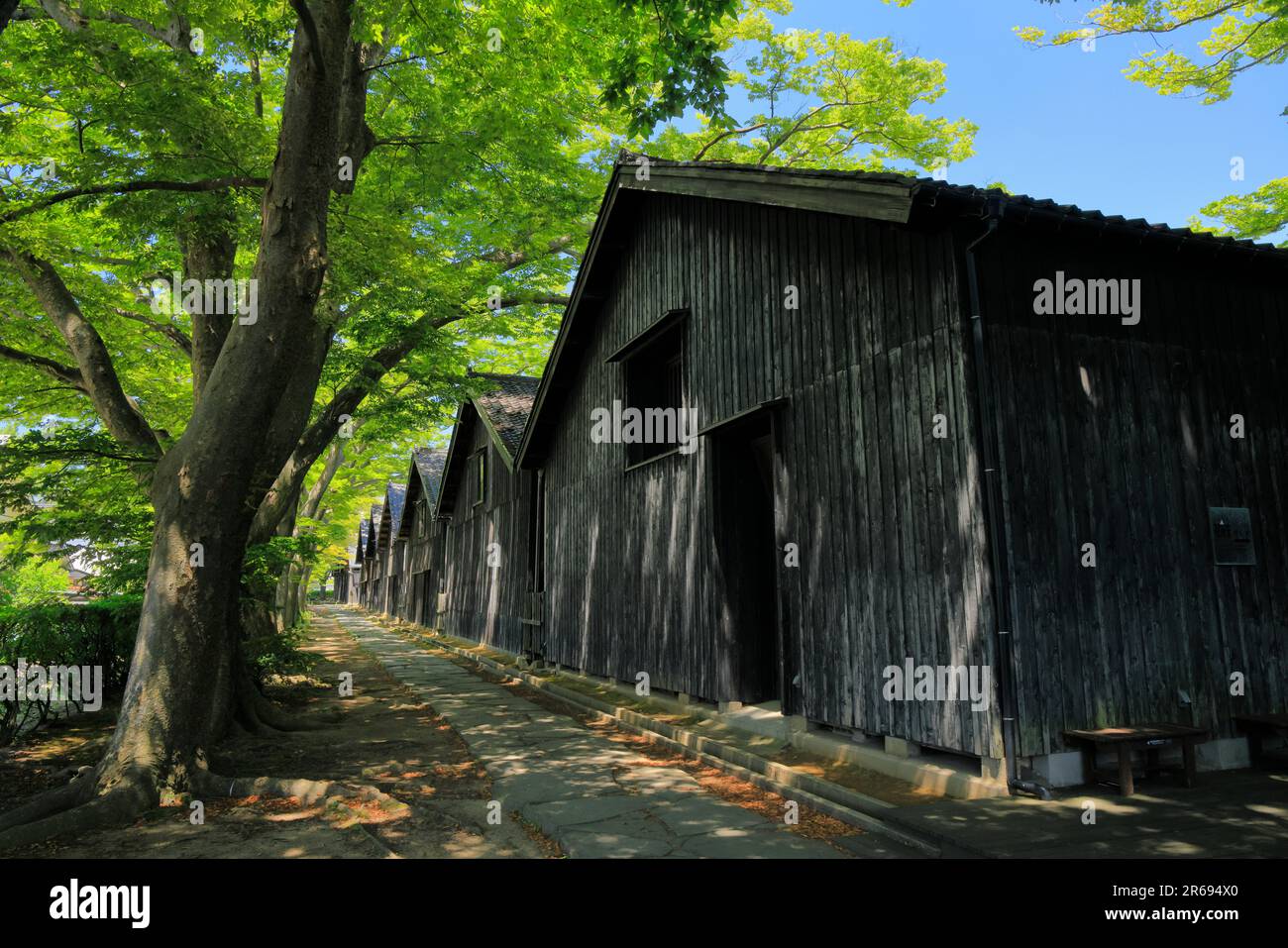 Storehouse tree hi-res stock photography and images - Alamy