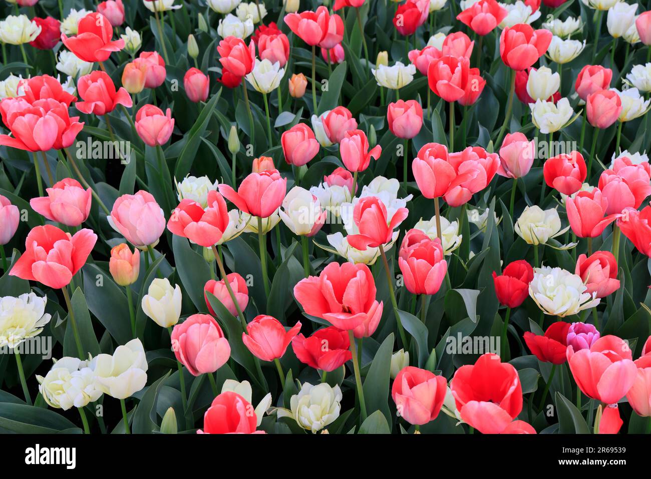 Tulip flower garden Stock Photo - Alamy
