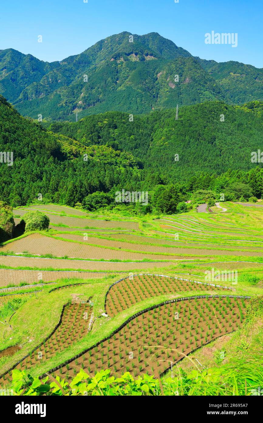 Maruyama Senmaida in early summer Stock Photo - Alamy