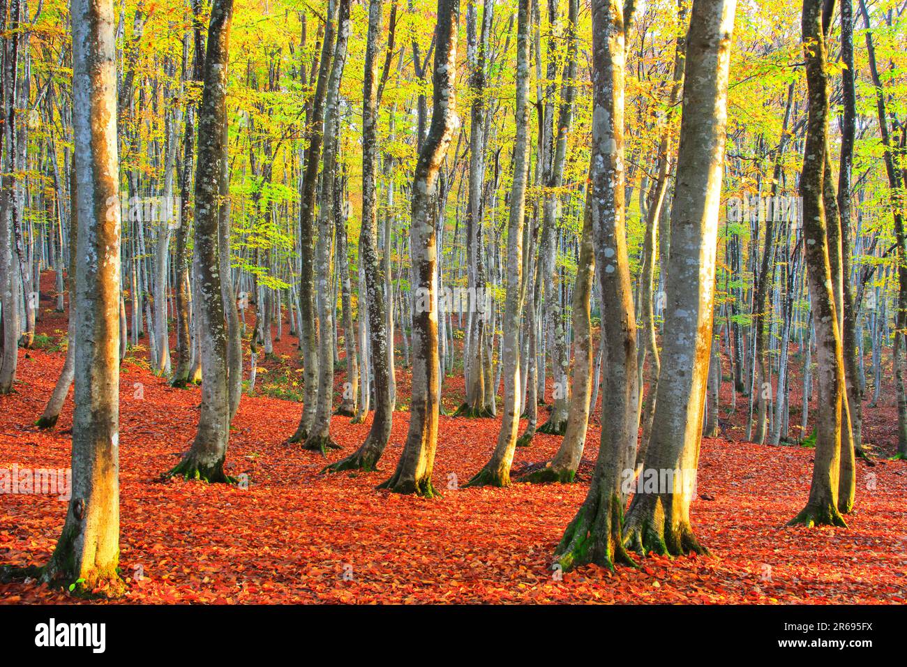Bijinbayashi in fall Stock Photo - Alamy