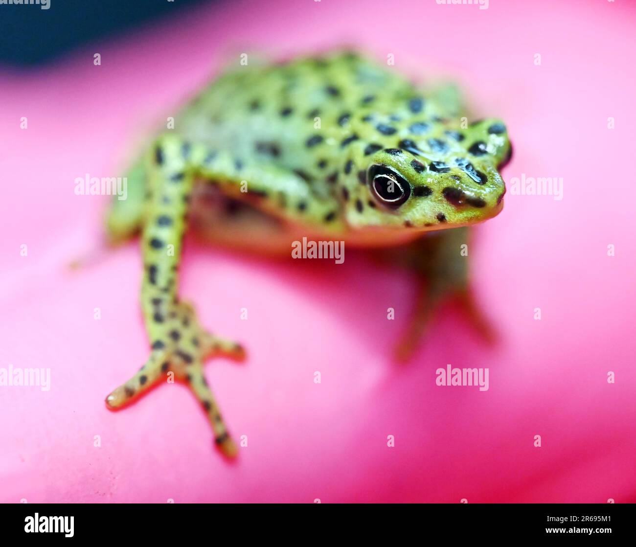 Rio pescado toad hi-res stock photography and images - Alamy