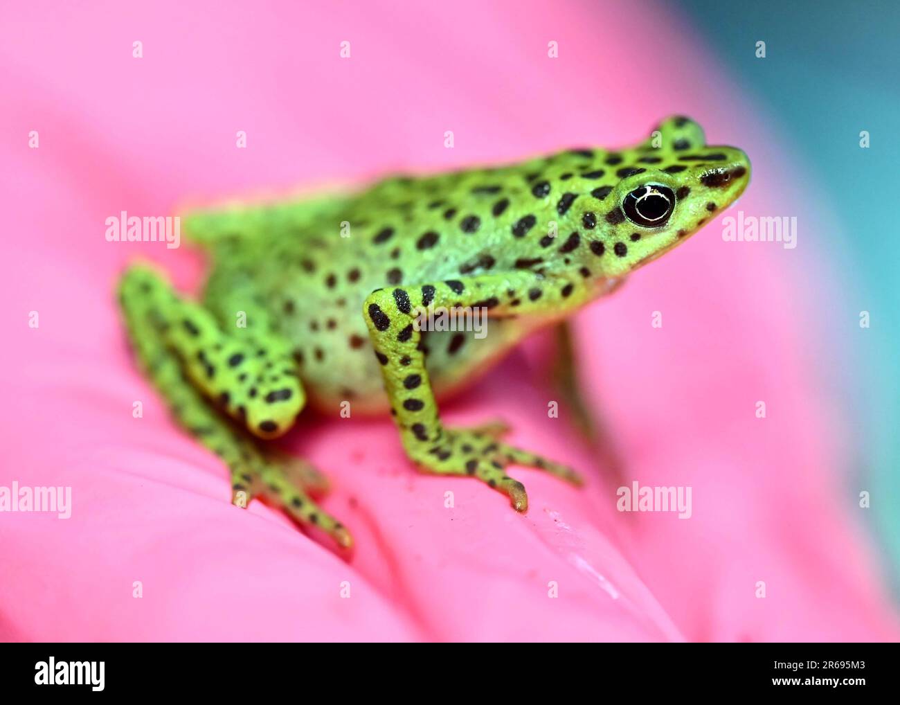 Rio pescado toad hi-res stock photography and images - Alamy