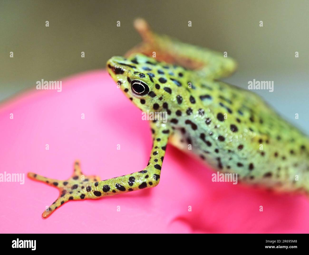 Rio pescado toad hi-res stock photography and images - Alamy
