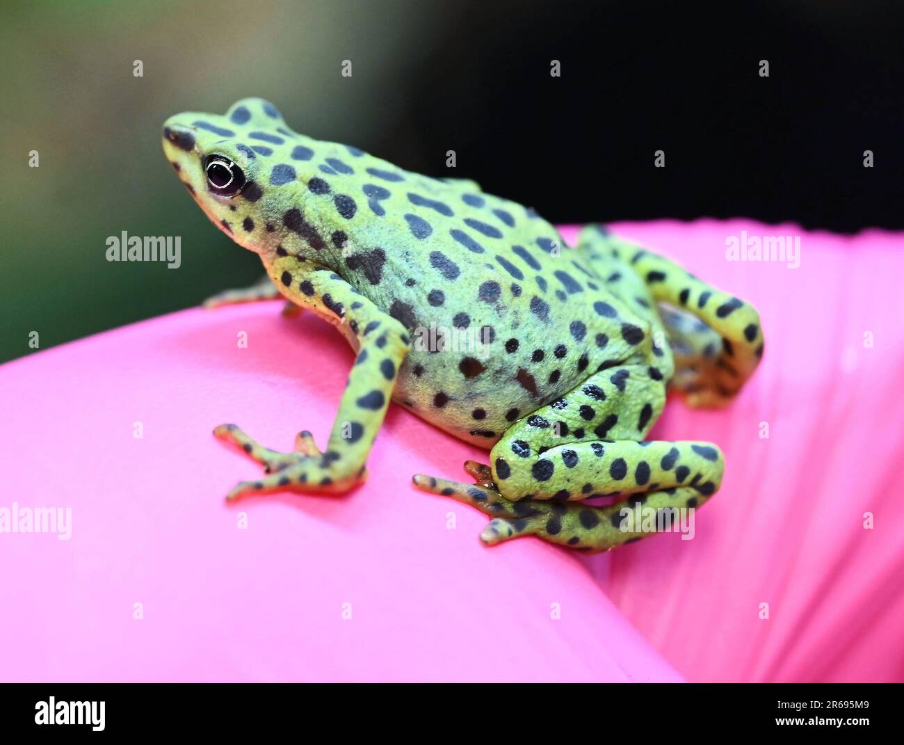 Rio pescado toad hi-res stock photography and images - Alamy