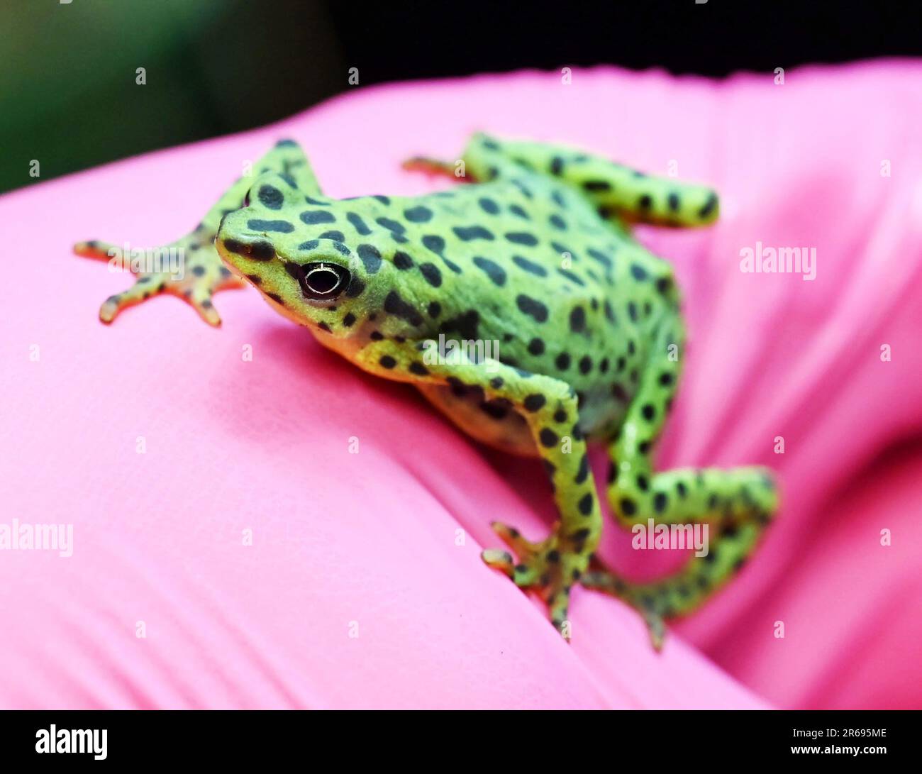 Rio pescado toad hi-res stock photography and images - Alamy