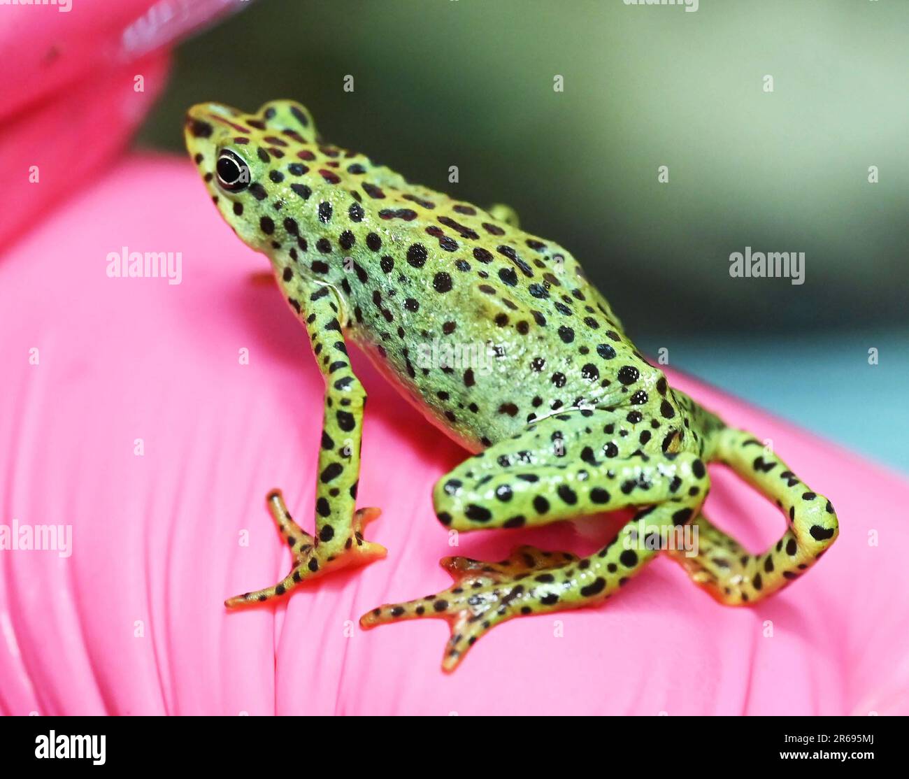 Rio pescado toad hi-res stock photography and images - Alamy