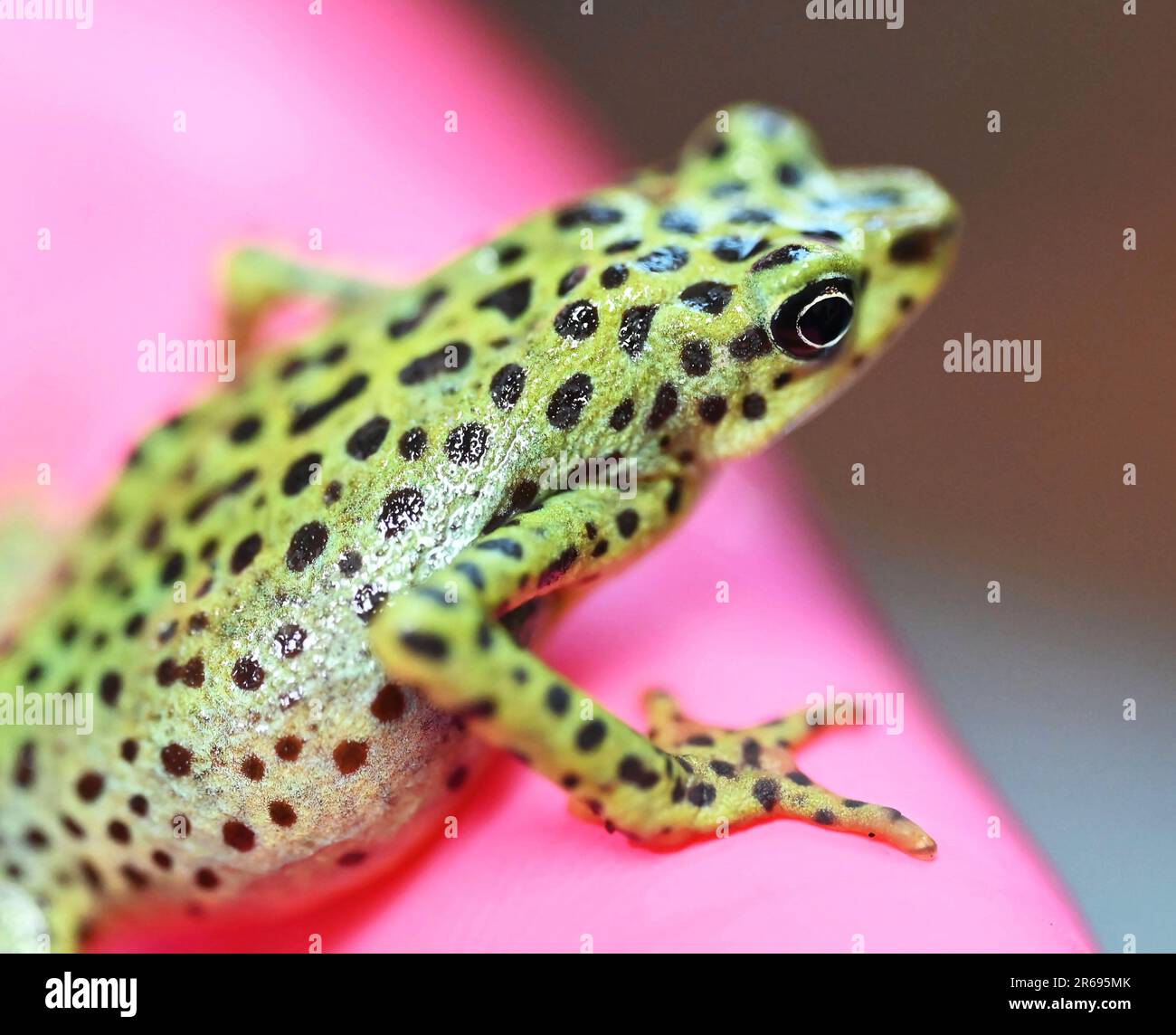 Rio pescado toad hi-res stock photography and images - Alamy