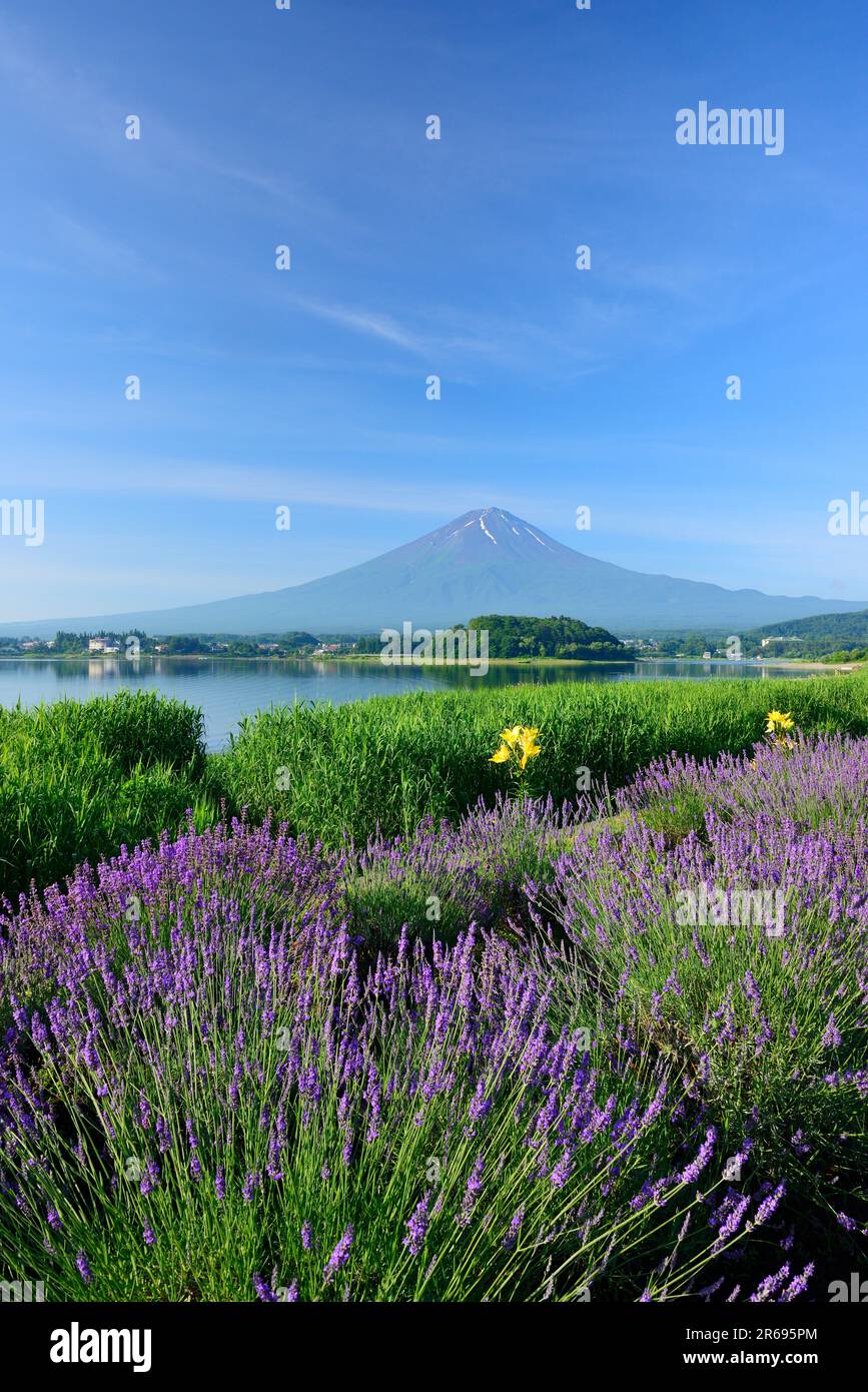 Lavender in Kawaguchiko Oishi Park and Mt. Fuji Stock Photo - Alamy