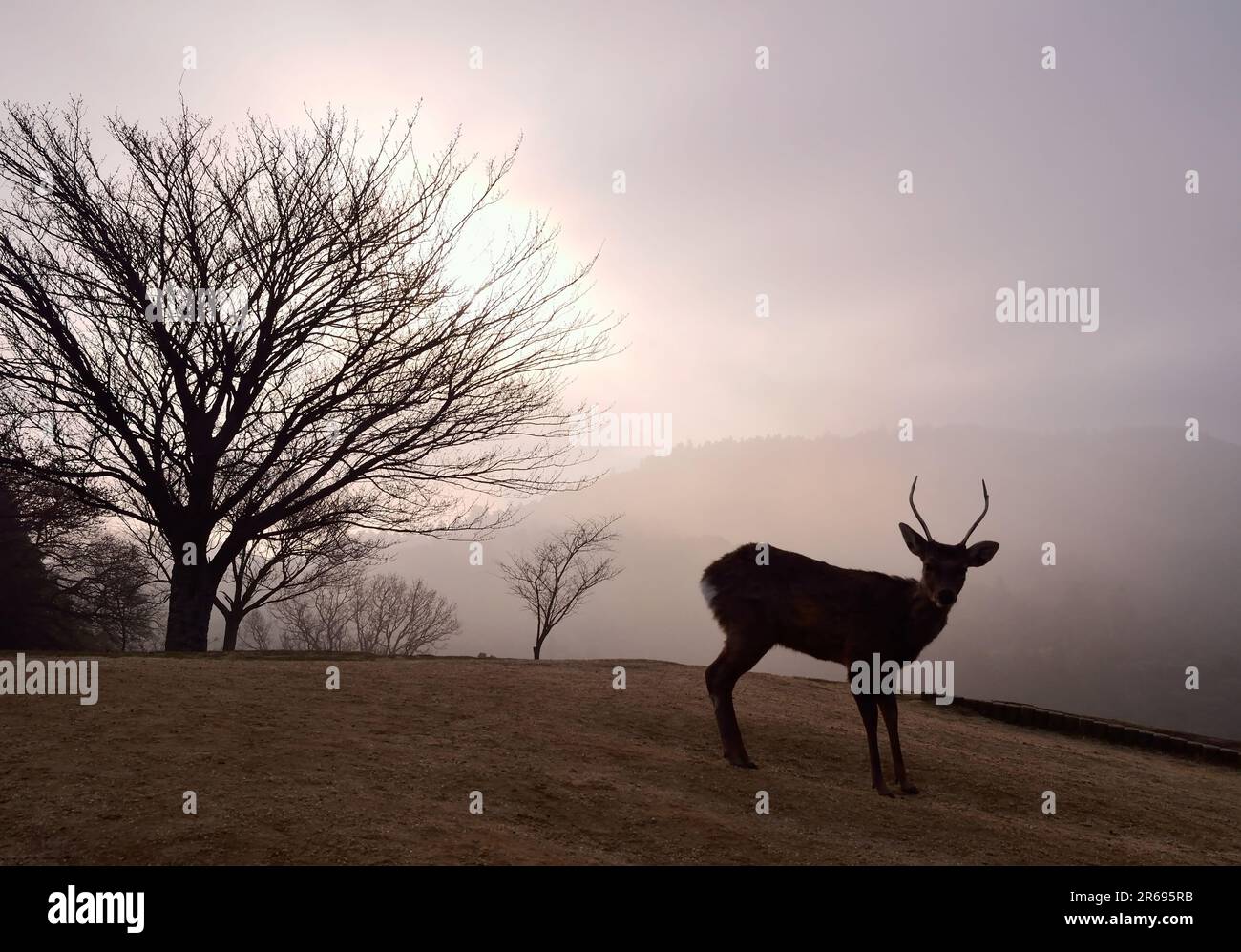 Deer of Mount Wakakusayama Stock Photo - Alamy
