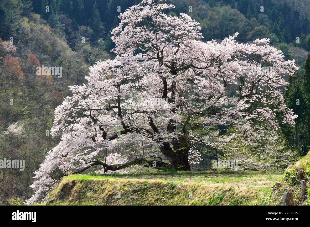 Cherry blossom of Koma-Tsunagi Stock Photo - Alamy