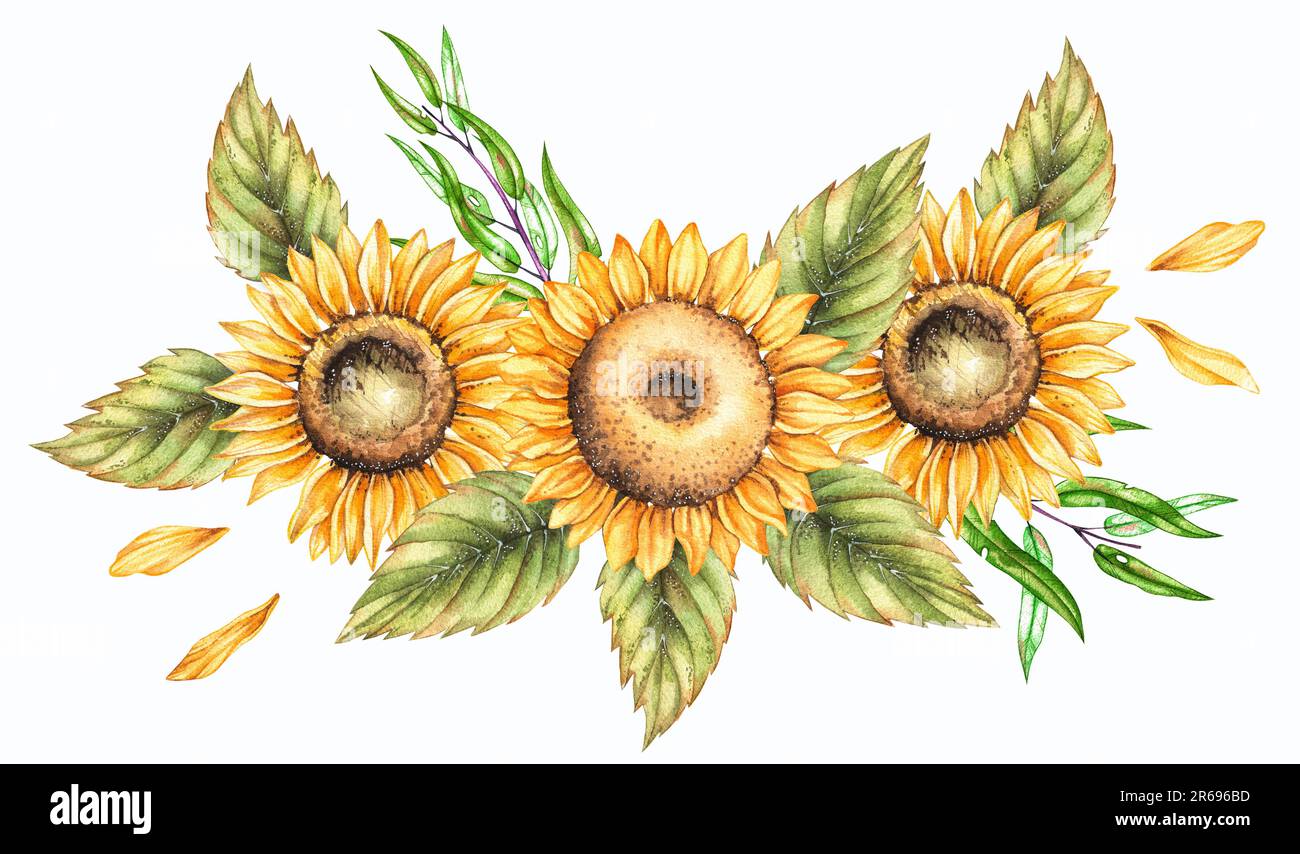 Watercolor sunflower bouquet isolated on white. Sunflowers, eucalyptus ...