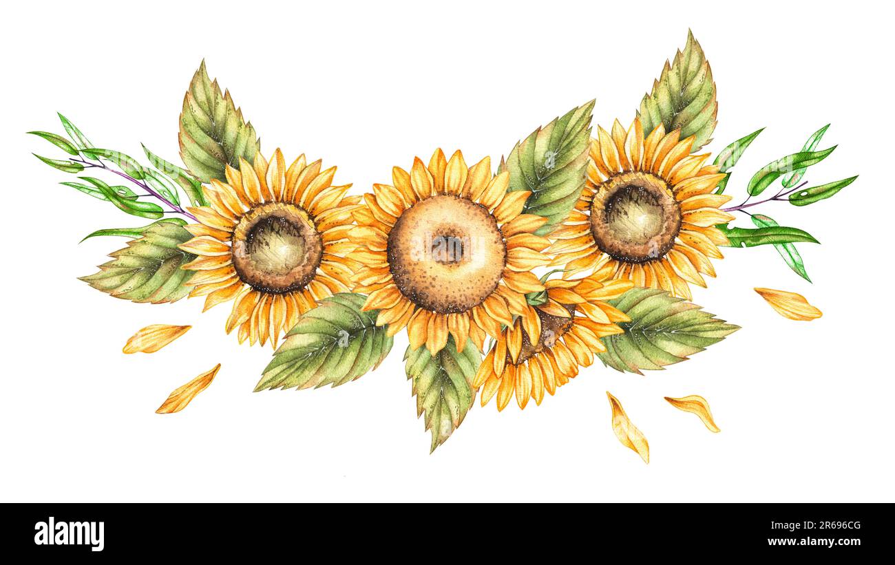 Watercolor sunflower bouquet isolated on white. Sunflowers, eucalyptus ...
