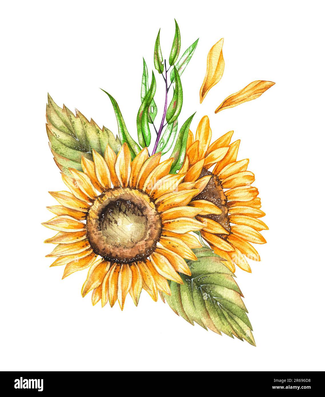 Watercolor sunflower bouquet isolated on white. Sunflowers, eucalyptus ...