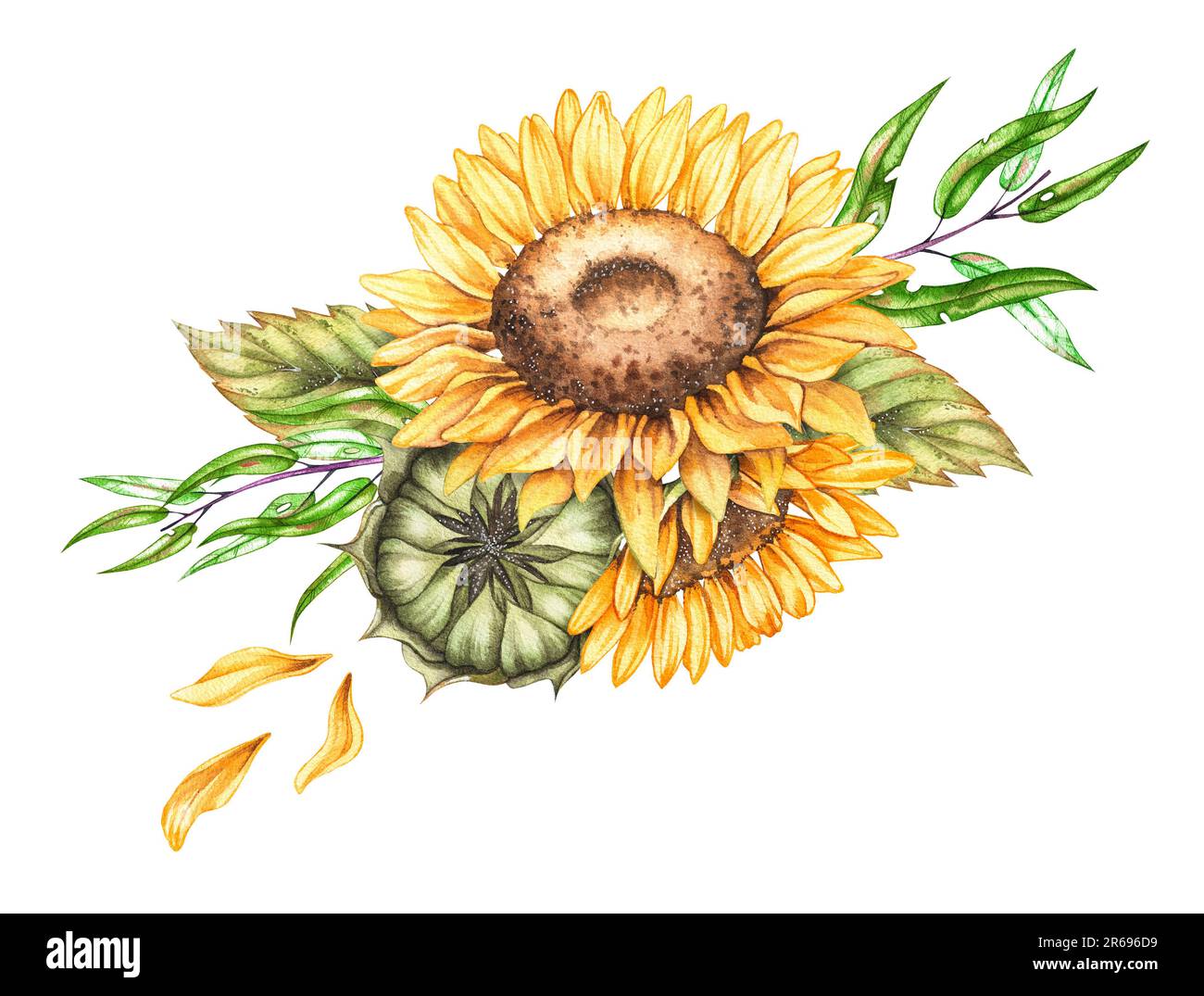 Watercolor sunflower bouquet isolated on white. Sunflowers, eucalyptus ...