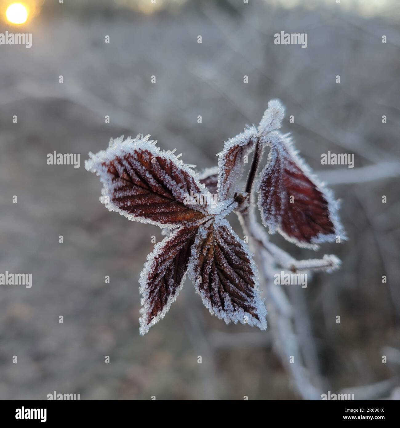 Frost forms a white outline around the edges of a small plant on a cold ...