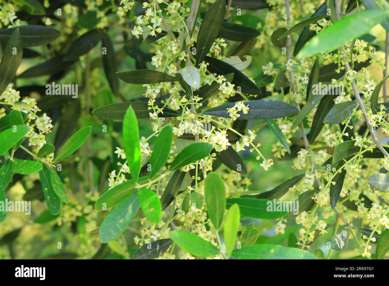 Olive bloom hi-res stock photography and images - Alamy
