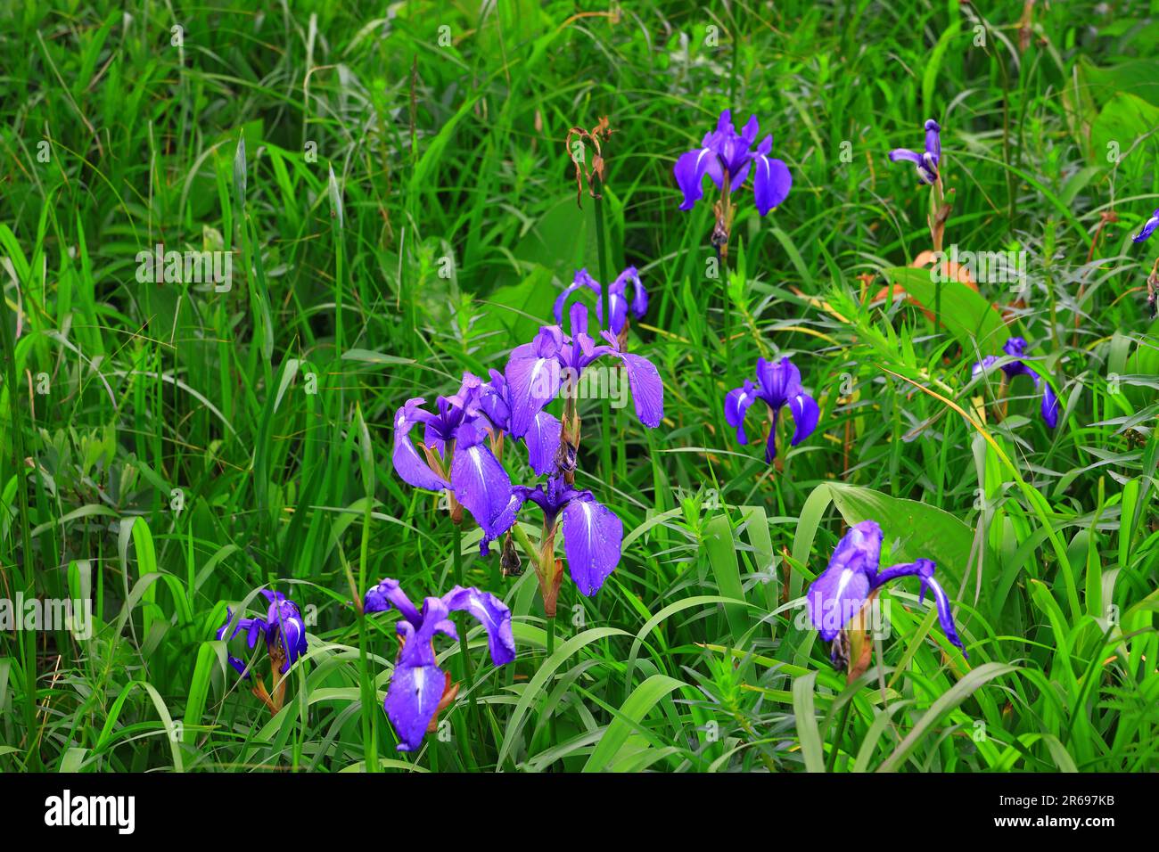 Flower of Kakitsubata Stock Photo - Alamy